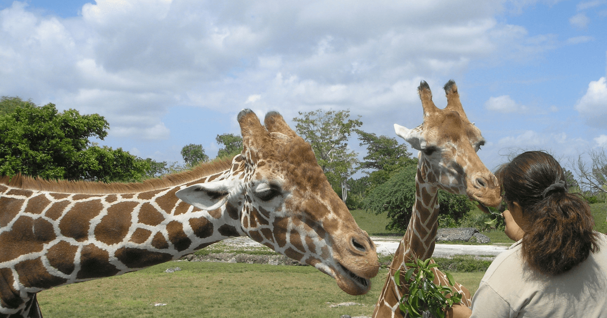 Discover the top 11 Zoos in the Philippines