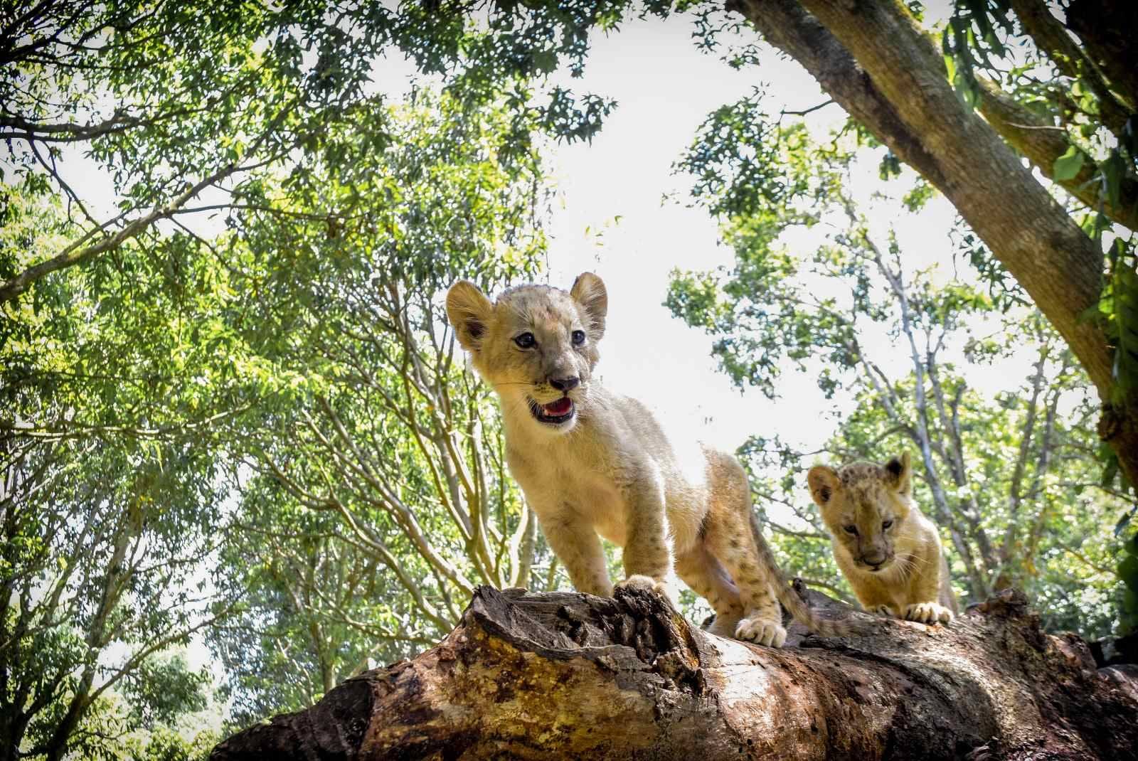 Discover the top 11 Zoos in the Philippines