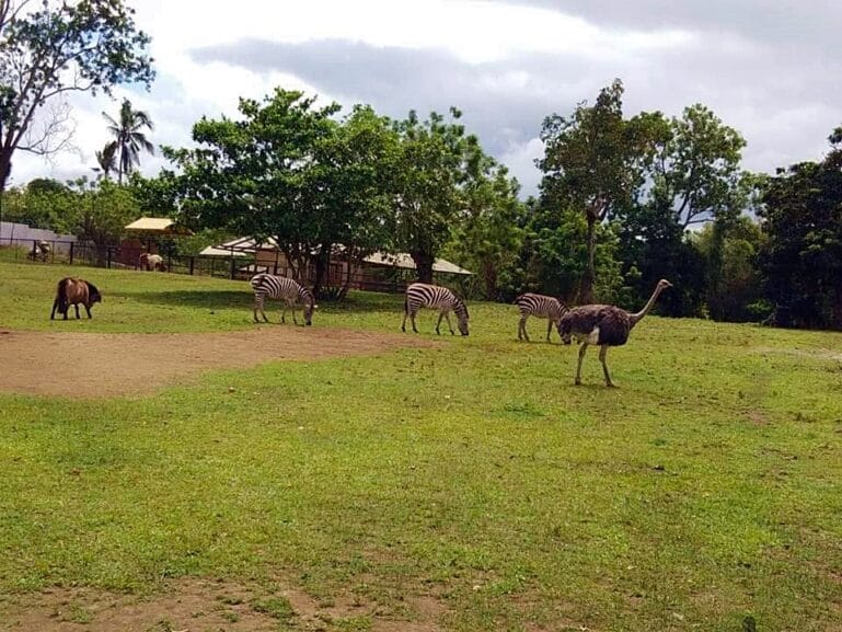 Discover the top 11 Zoos in the Philippines